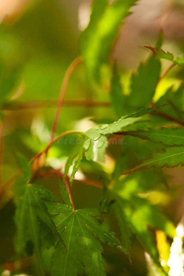 Rain Drops on Japanese Maple Stock Photo - Image of colorful ...