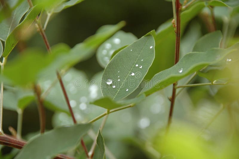 After the Dutch rain stock image. Image of leaf, blossom - 288502805