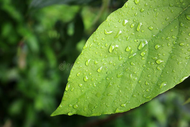 Rain drops on the leaf. stock image. Image of spring - 77895263