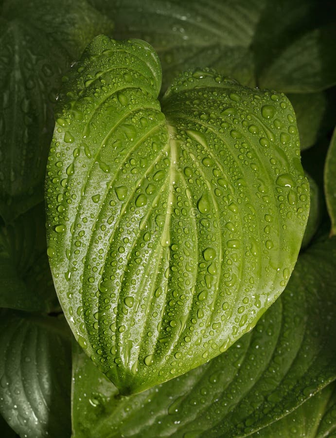 Rain drops on leaf stock photo. Image of green, spring - 83947526