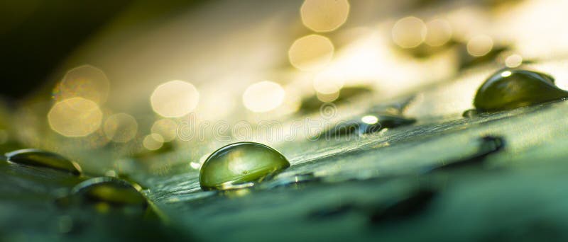 Rain Drops on Leaf. Macro Image of Nature in a Rainforest. Stock Image ...