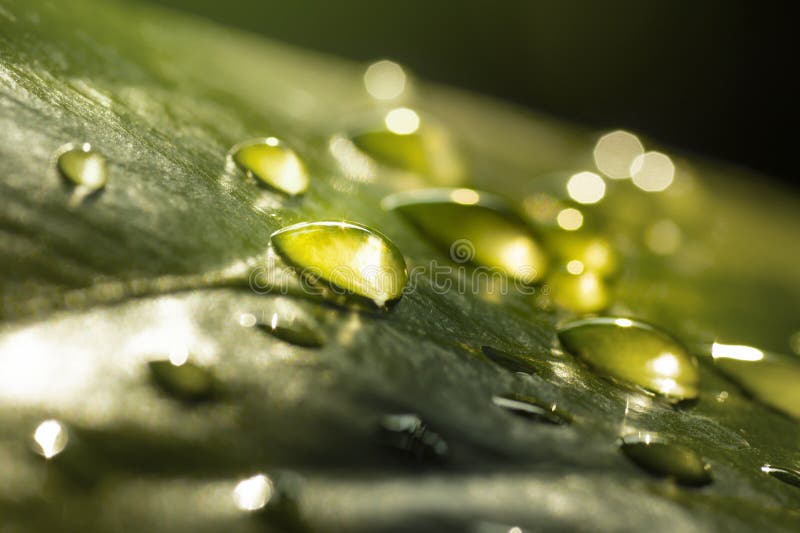 Rain Drops on Leaf. Macro Image of Nature in a Rainforest. Stock Photo ...