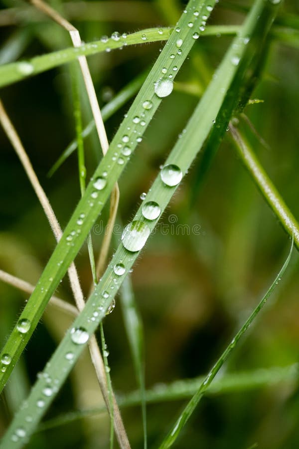 Rain Drops on Leafs Macro Background High Quality Stock Photo - Image ...
