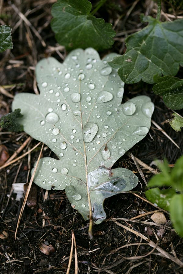 Rain Drops on Leafs Macro Background High Quality Stock Photo - Image ...