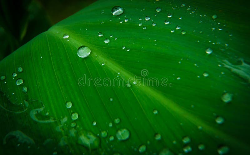 Drops of Mist stock photo. Image of watercolor, full - 121501082