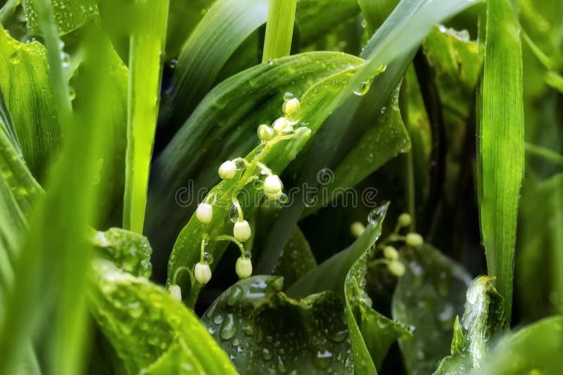 Rain drops on the leaves. stock image. Image of rain - 115271265