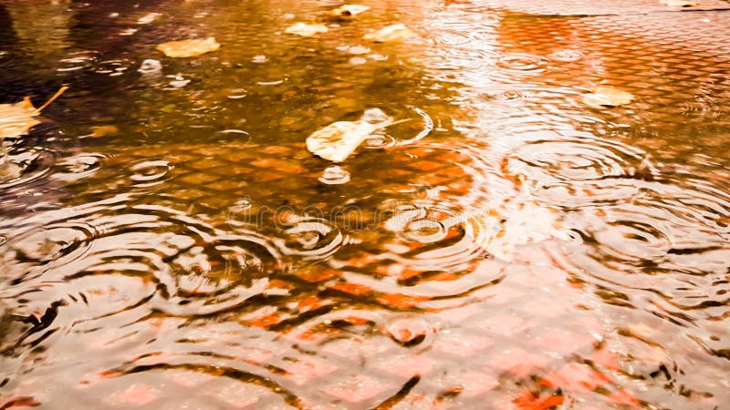 Rain Drops Leaves Ripples Autumn Background Stock Photo - Image of ...