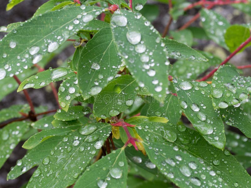 Rain drops on leaves stock image. Image of season, humidity - 49946077
