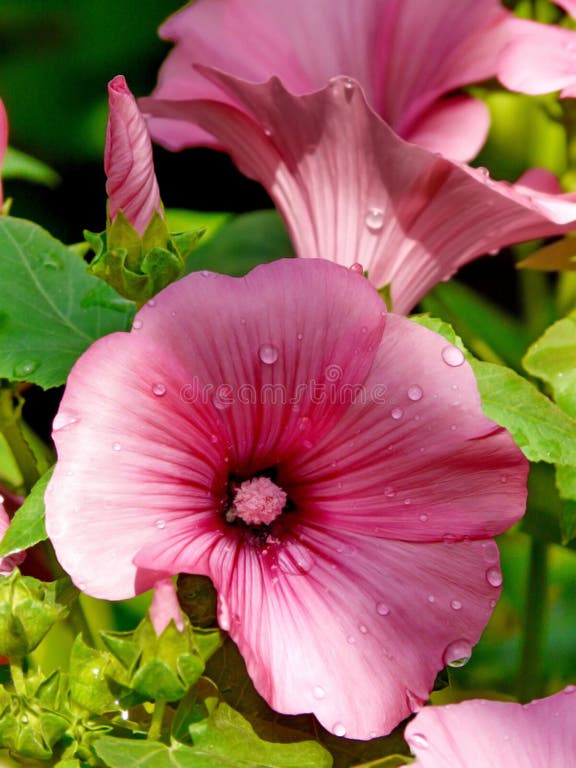 Rain Drops on Mallow S Petals Stock Image - Image of petals, admire ...