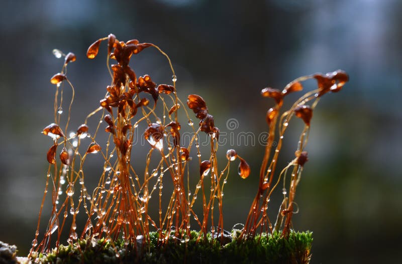 Rain drops on moss stock photo. Image of small, water - 167193870