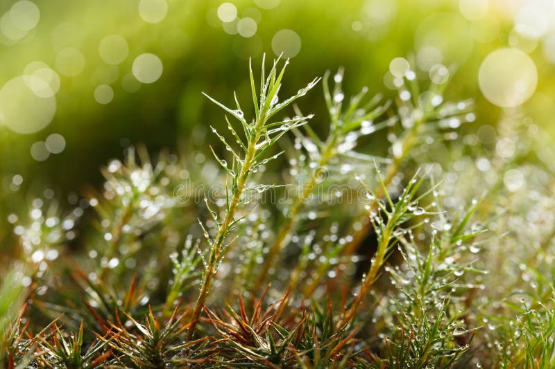 Rain drops at moss stock photo. Image of flora, fresh - 108641742