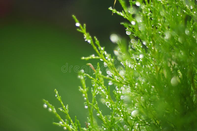 Rain drops on my thuj stock image. Image of rain, nature - 120034201