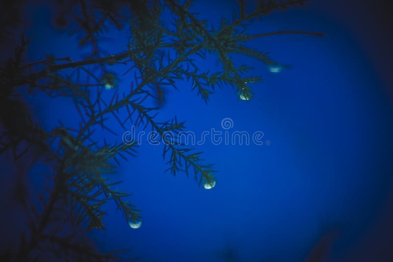 Rain Drops at Night in the Moon Light. Stock Photo - Image of beauty ...