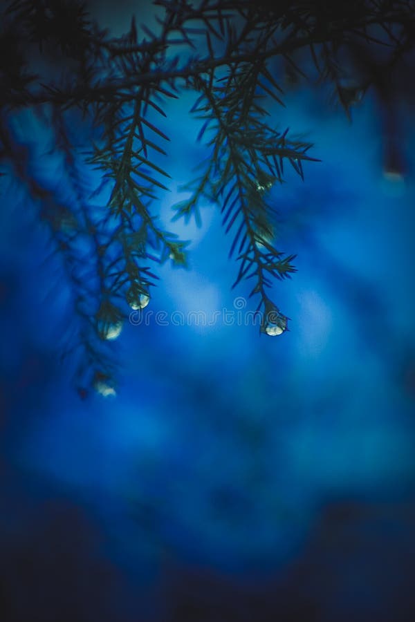 Rain Drops at Night in the Moon Light. Stock Photo - Image of blue ...