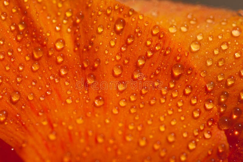 Rain Drops on an Orange Colored Flower Stock Image - Image of petal ...