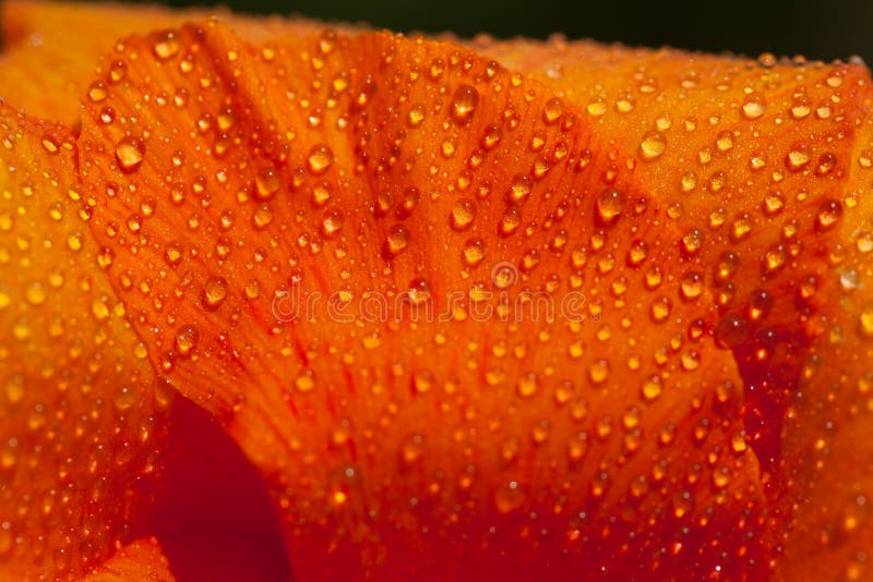 Rain Drops on an Orange Colored Flower Stock Image - Image of pattern ...