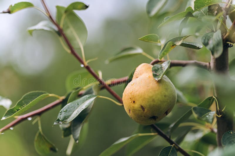 Rain Drops on a Pear Hanging from a Pear Tree Stock Photo - Image of ...