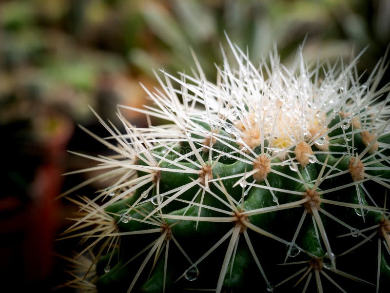 Rain Drops Perched on the Thorns of Cactus Stock Image - Image of cure ...
