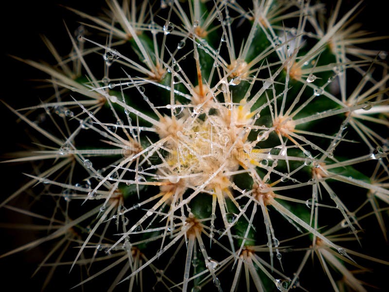 Rain Drops Perched on Thorns of Cactus Stock Image - Image of green ...