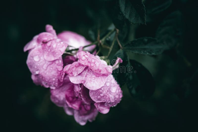Rain Drops on Pink Rose Petals in the Garden Stock Photo - Image of ...