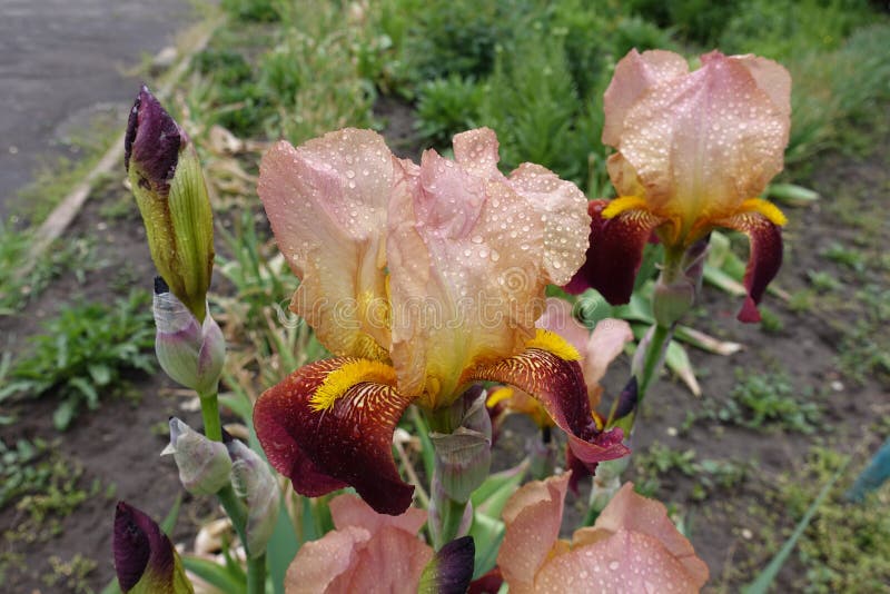 Rain Drops on Pinkish Beige and Carmine Flowers of Iris Germanica Stock ...