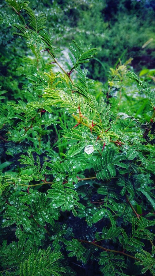 Rain Drops on the Plant after Short Drizzle Stock Image - Image of ...