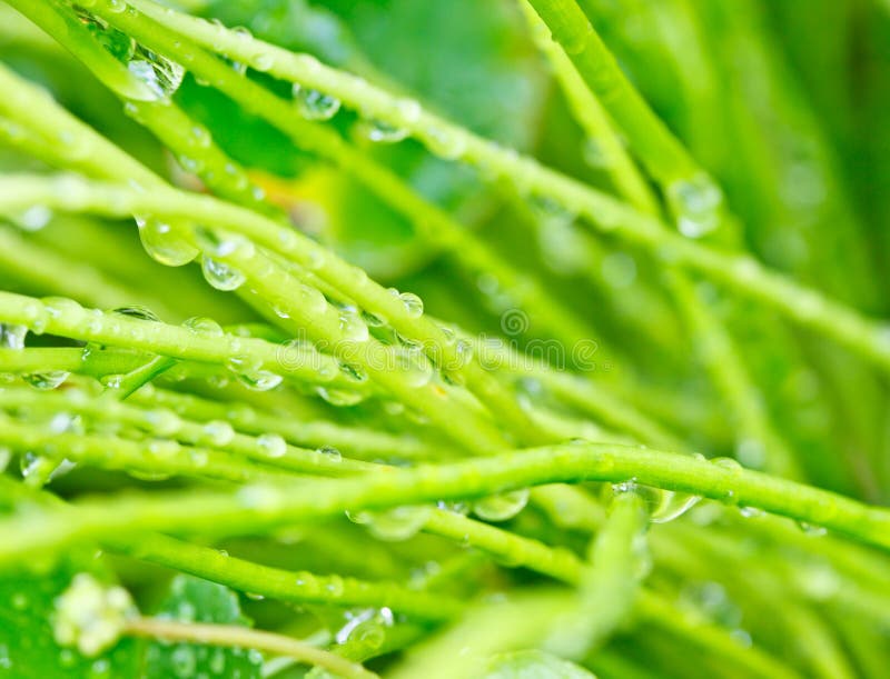 Rain drops on plant stem stock photo. Image of botanical - 24004252