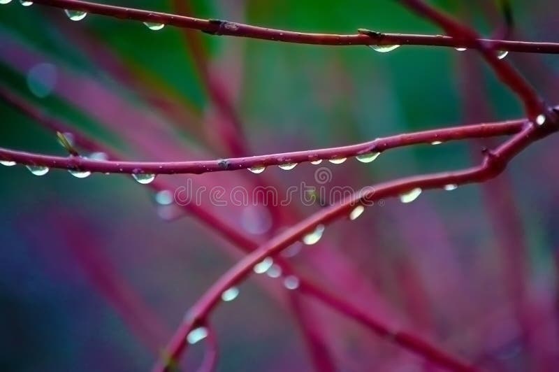 Rain Drops on Red Branches stock image. Image of branches - 36043751
