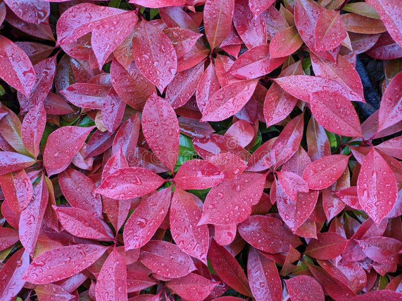 The Rain Drops on the Red New Leaves Stock Photo - Image of plant ...