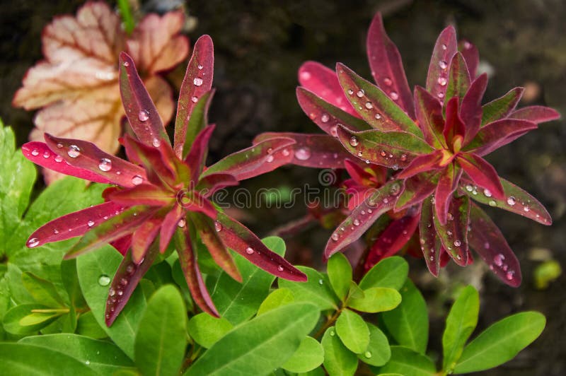Rain Drops Red Tip Flowers Wood Spurge Nature Stock Photos - Free ...