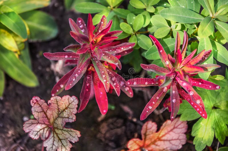 Rain Drops Red Tip Flowers . Wood Spurge in Nature Stock Image - Image ...