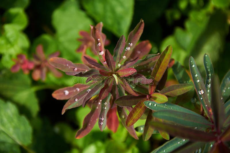 Rain Drops Red Tip Flowers . Wood Spurge in Nature Stock Image - Image ...