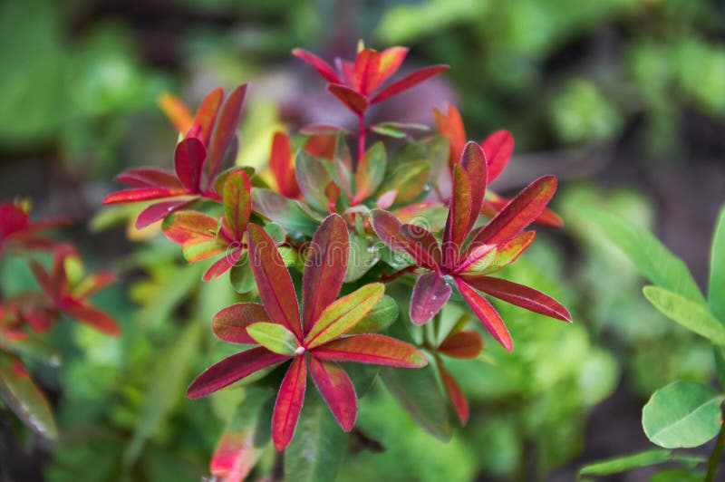 Rain Drops Red Tip Flowers . Wood Spurge in Nature Stock Image - Image ...