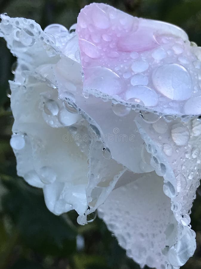 Rain drops on rose stock photo. Image of morning, rose - 106363540