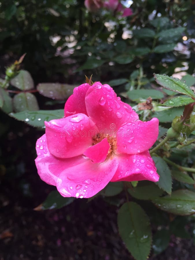 Rain drops on roses stock photo. Image of flower, clean - 107849770