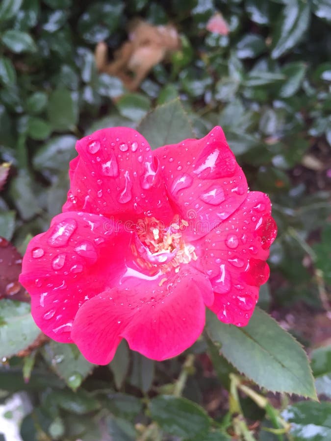 Rain drops on roses stock image. Image of drops, clean - 107937527