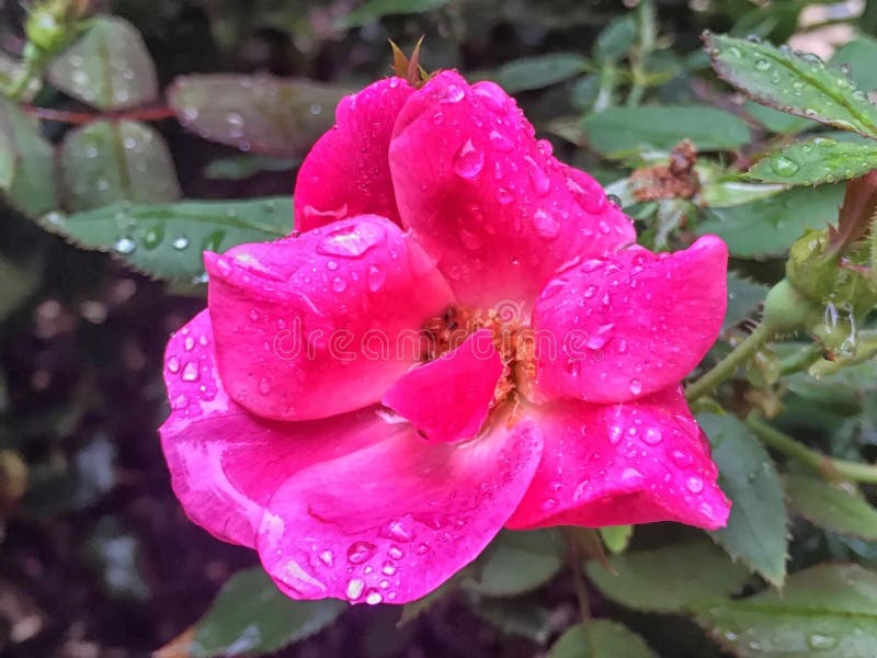 Rain drops on roses stock photo. Image of flower, colorful - 107849762