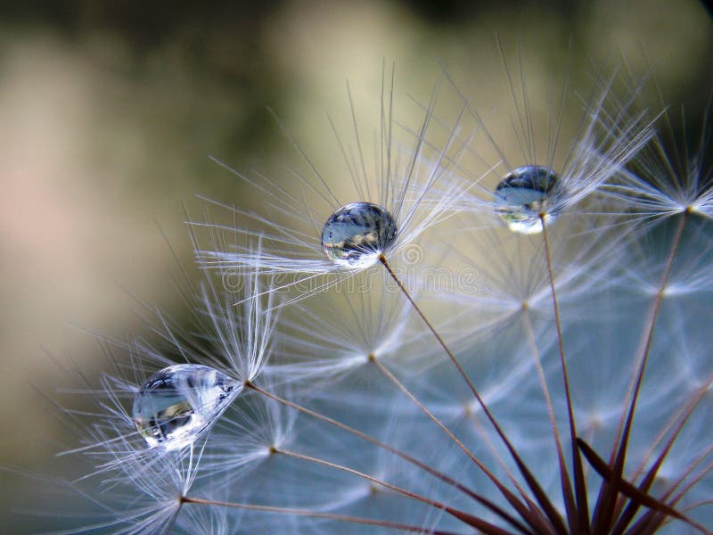 Seed in the rain stock photo. Image of small, seed, raindrops - 69736478