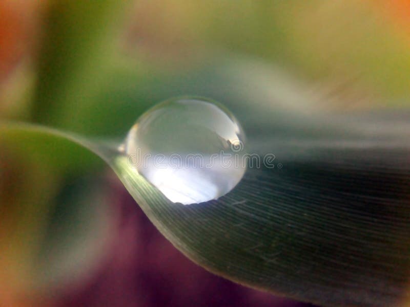 RAIN DROPS on SMALL GREEN LEAF Stock Photo - Image of drop, rain: 155379518