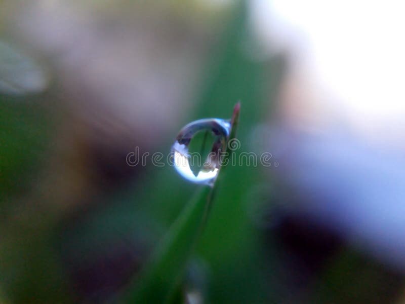 RAIN DROPS on SMALL GREEN LEAF Stock Photo - Image of bright ...