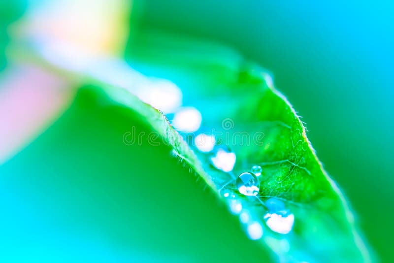 Rain Drops on Small Leaf in a Tropical Forest Jungle. Macro Close Up ...