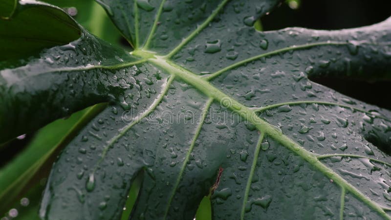 Rainy Season, Rain Drops Falling on Green Leaf Stock Video - Video of ...