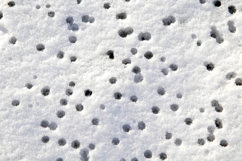 Rain Drops Structure on Melting Snow Stock Photo - Image of beads ...
