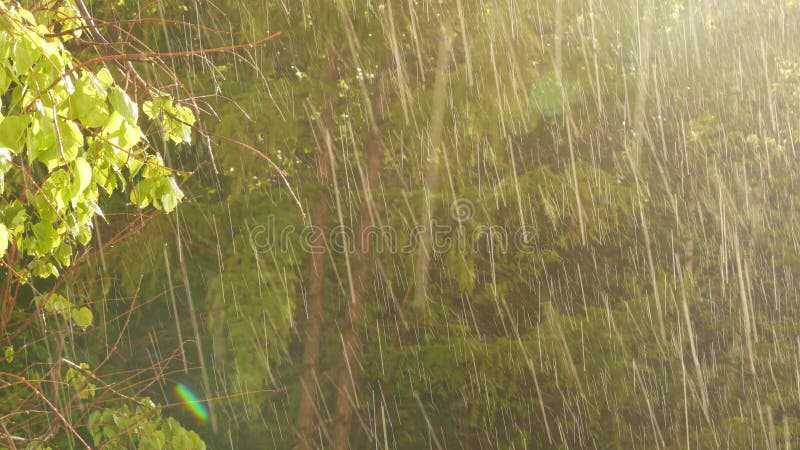 Rain Drops, Sunlight, Sunshower in Forest. Droplets on Rainy Sunny Day ...