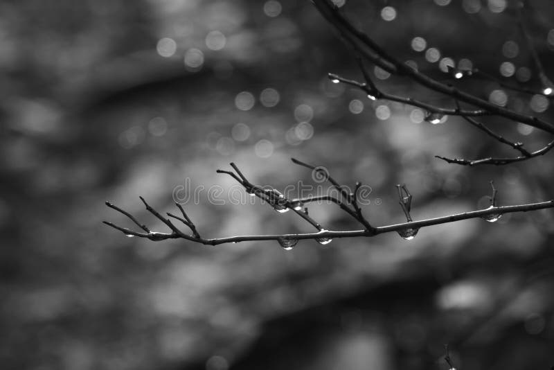 Rain drops on tree stock photo. Image of rain, white - 10506324