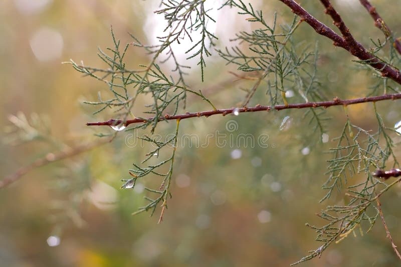 Rain Drops on a Tree stock photo. Image of nature, softness - 165022370