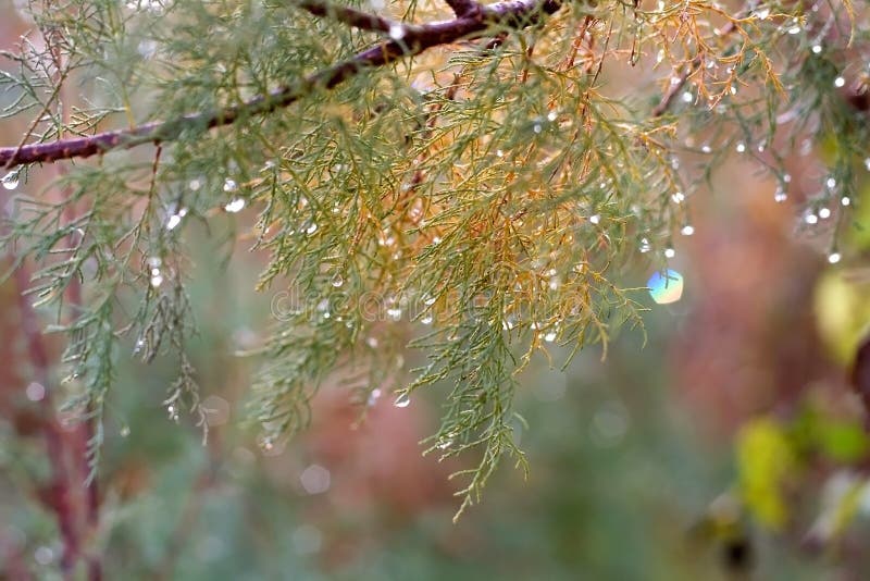 Rain Drops on a Tree stock photo. Image of outside, outdoor - 165214914