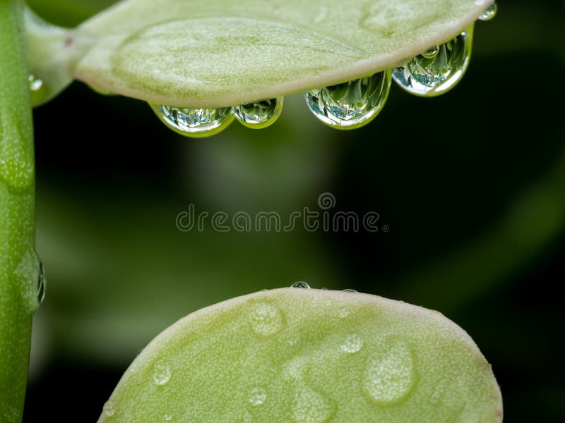 Rain Drops Under the Dischidia Leaf Stock Image - Image of botanical ...