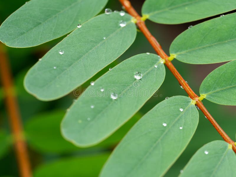 Rain Drops on the Vegetable Hummingbird Leave Stock Photo - Image of ...