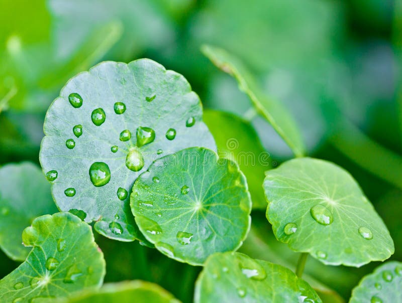 Rain Drops on Water Plant Leafs Stock Image - Image of abstract, garden ...